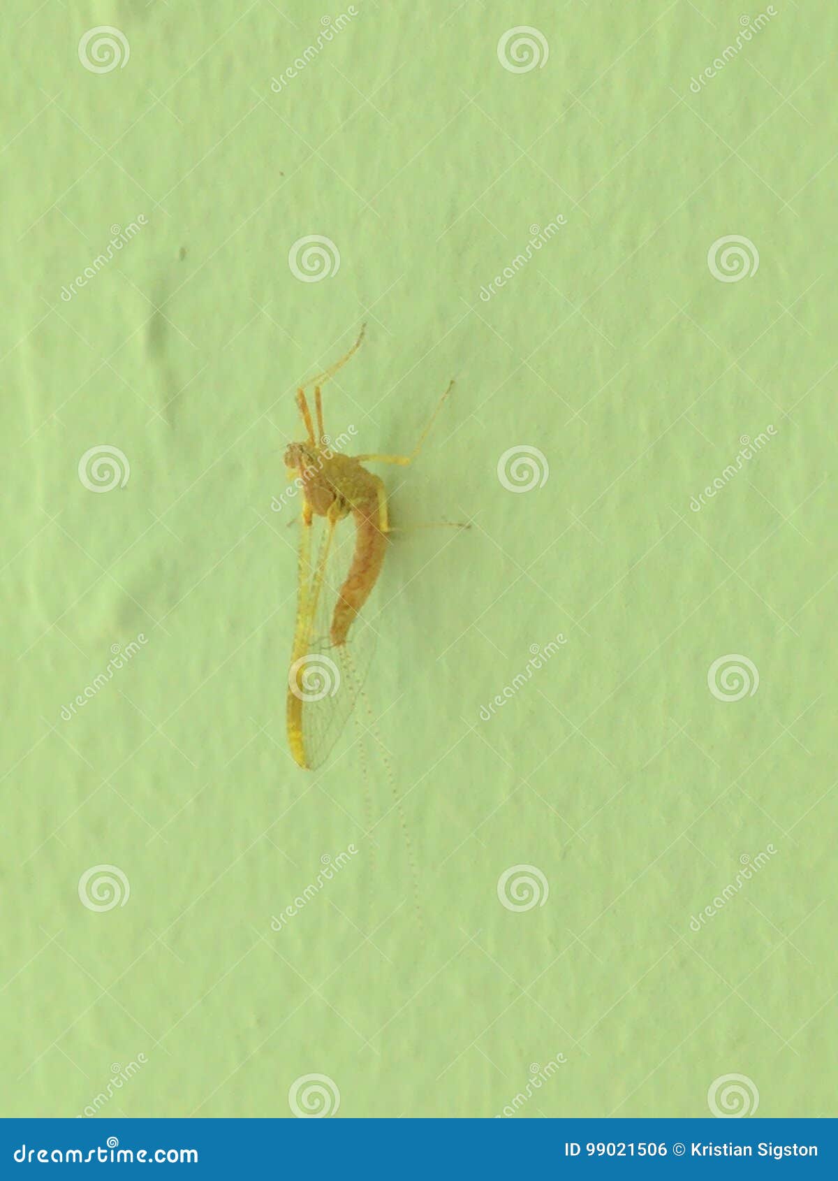 Insecto en una pared verde foto de archivo. Imagen de alado - 99021506