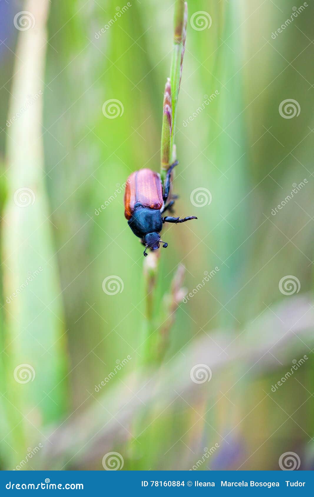 Insecto En Una Planta En El Campo Foto de archivo - Imagen de campo ...