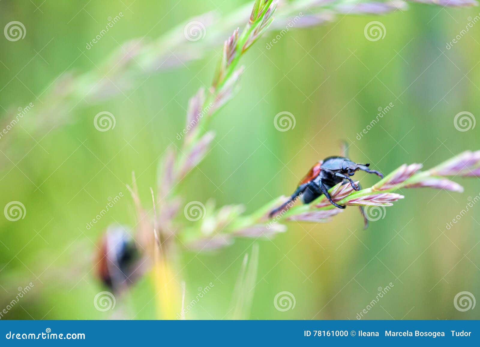 Insecto En Una Planta En El Campo Foto de archivo - Imagen de hoja ...