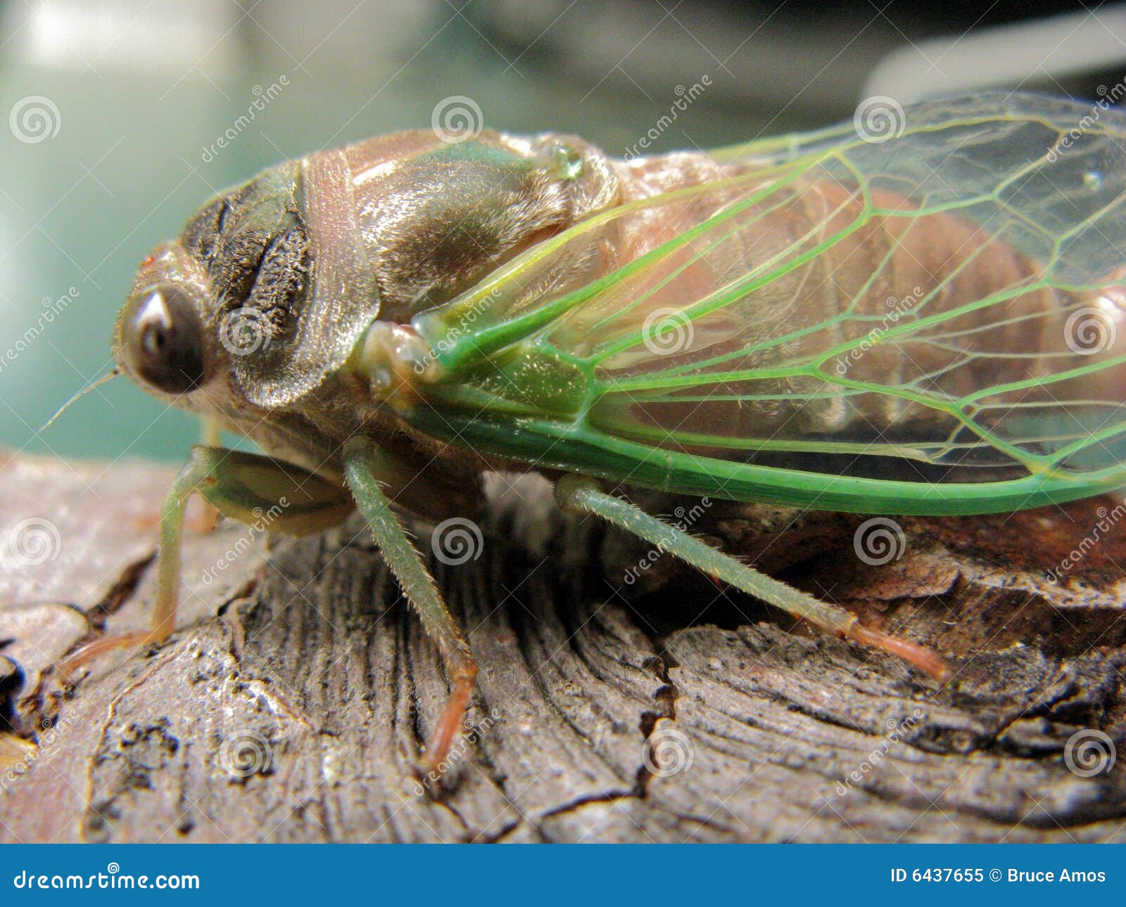 Insecto grande imagen de archivo. Imagen de bosque, bicho - 6437655