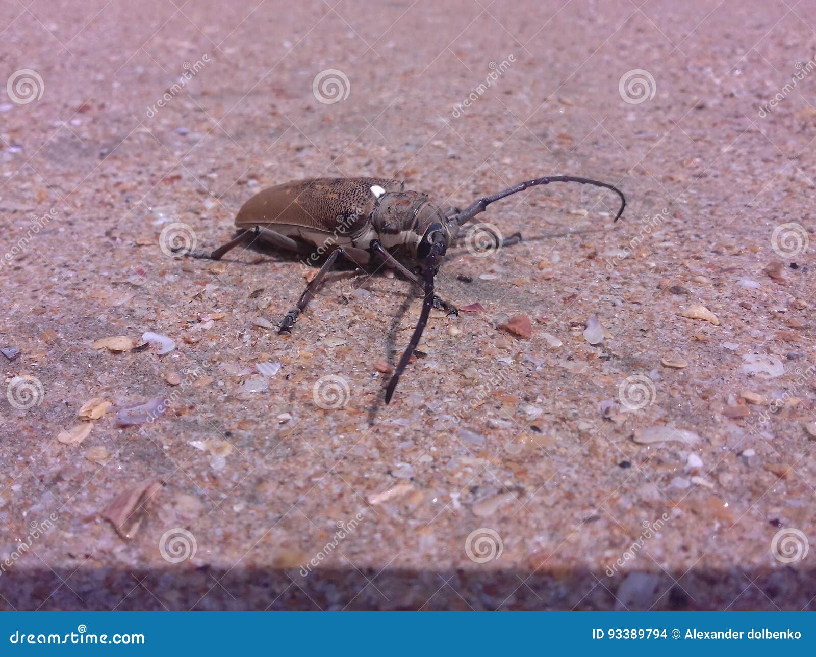 Insecto grande en la arena foto de archivo. Imagen de playa - 93389794