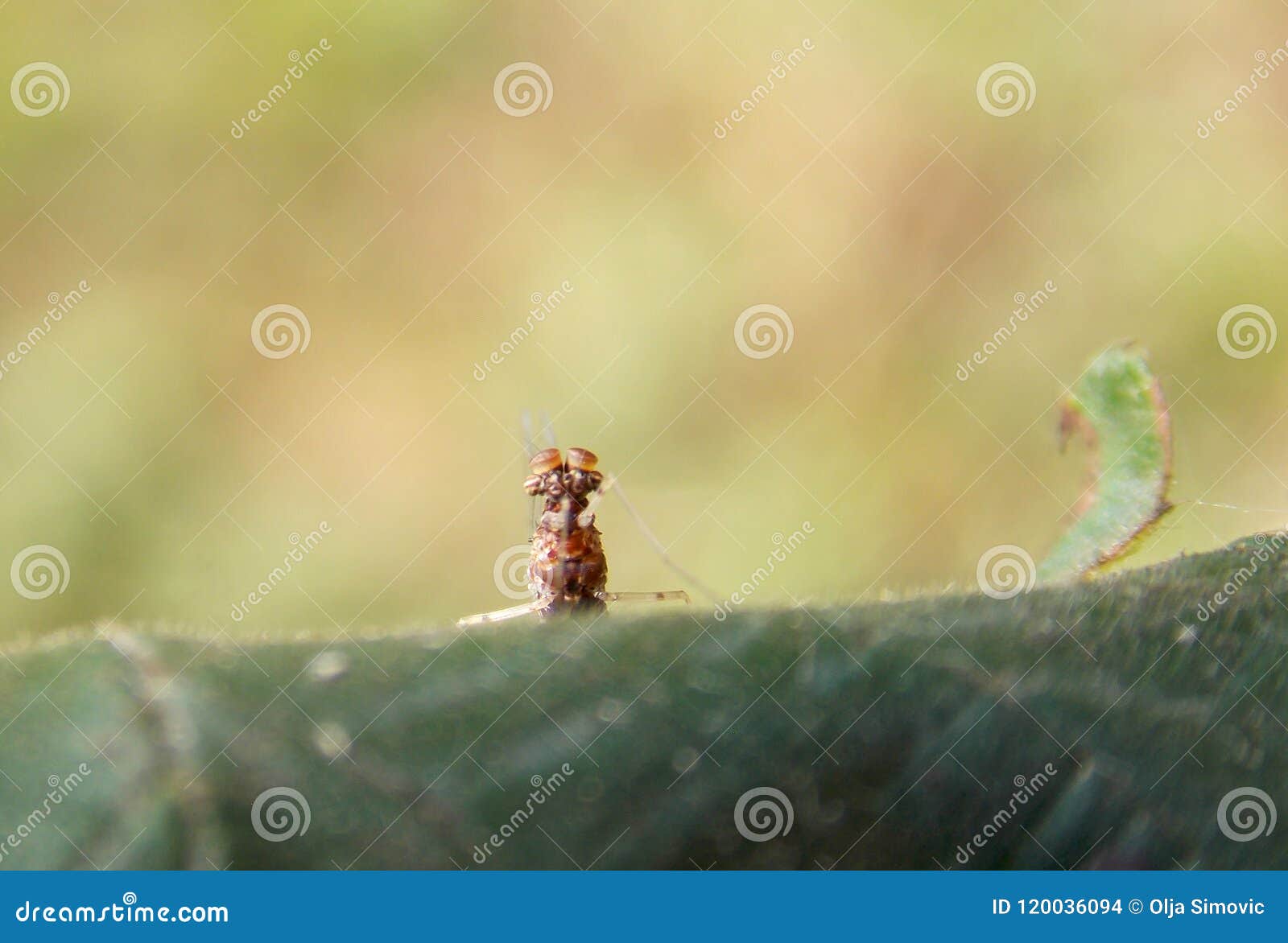 Insecto Interesante En La Lista Foto de archivo - Imagen de verde ...