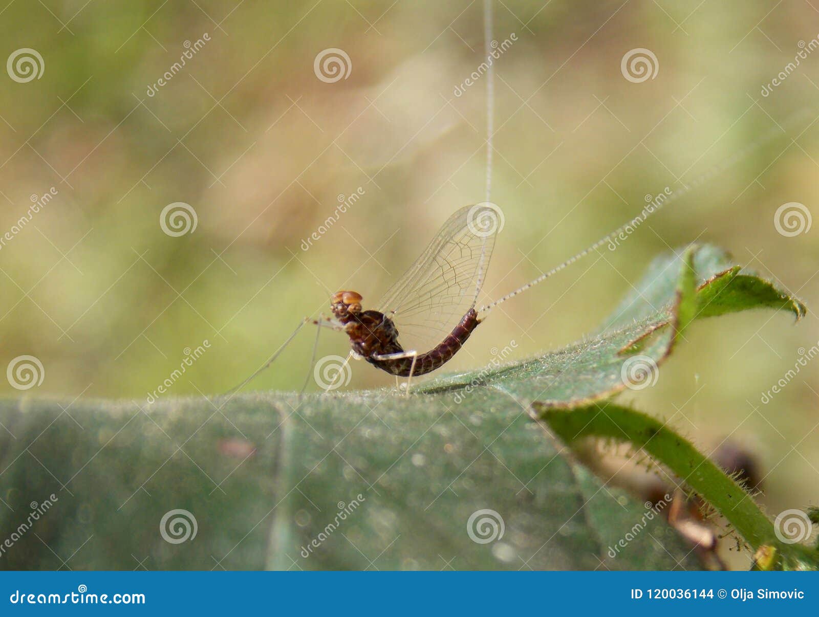 Insecto Interesante En La Lista Foto de archivo - Imagen de color, cubo ...