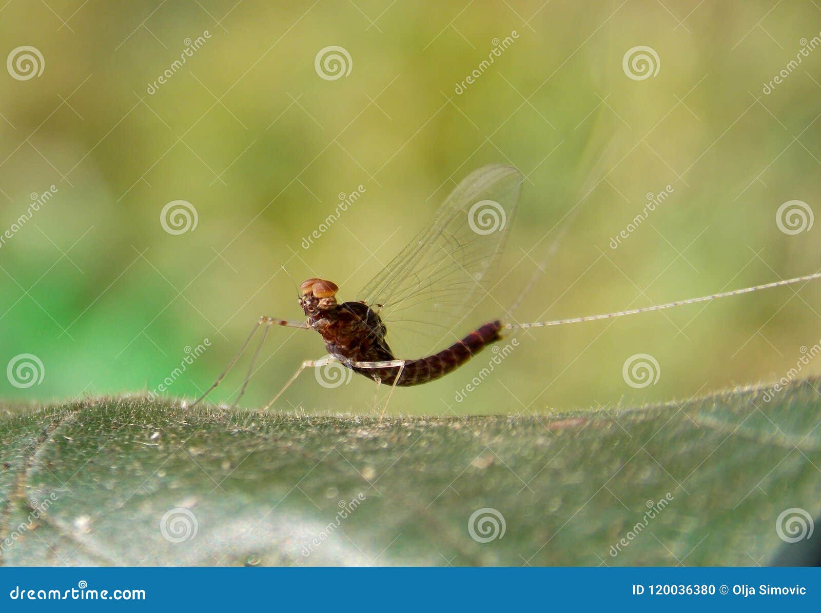 Insecto Interesante En La Lista Foto de archivo - Imagen de cubo ...