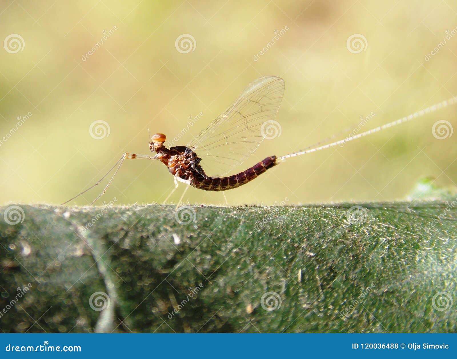 Insecto Interesante En La Lista Foto de archivo - Imagen de interesante ...
