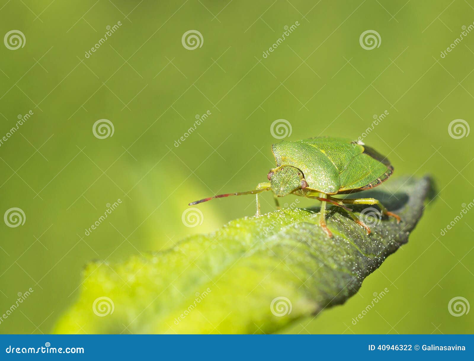 Insecto (lat Pentatomidae) foto de archivo. Imagen de insectos - 40946322