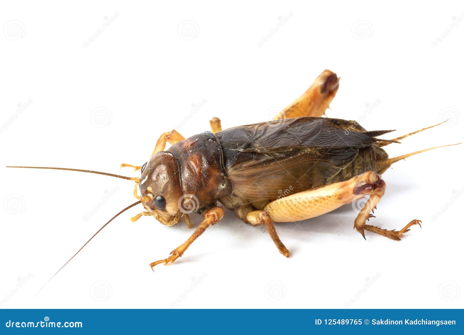 Insecto Marrón Grande Del Grillo Imagen de archivo - Imagen de grillo ...