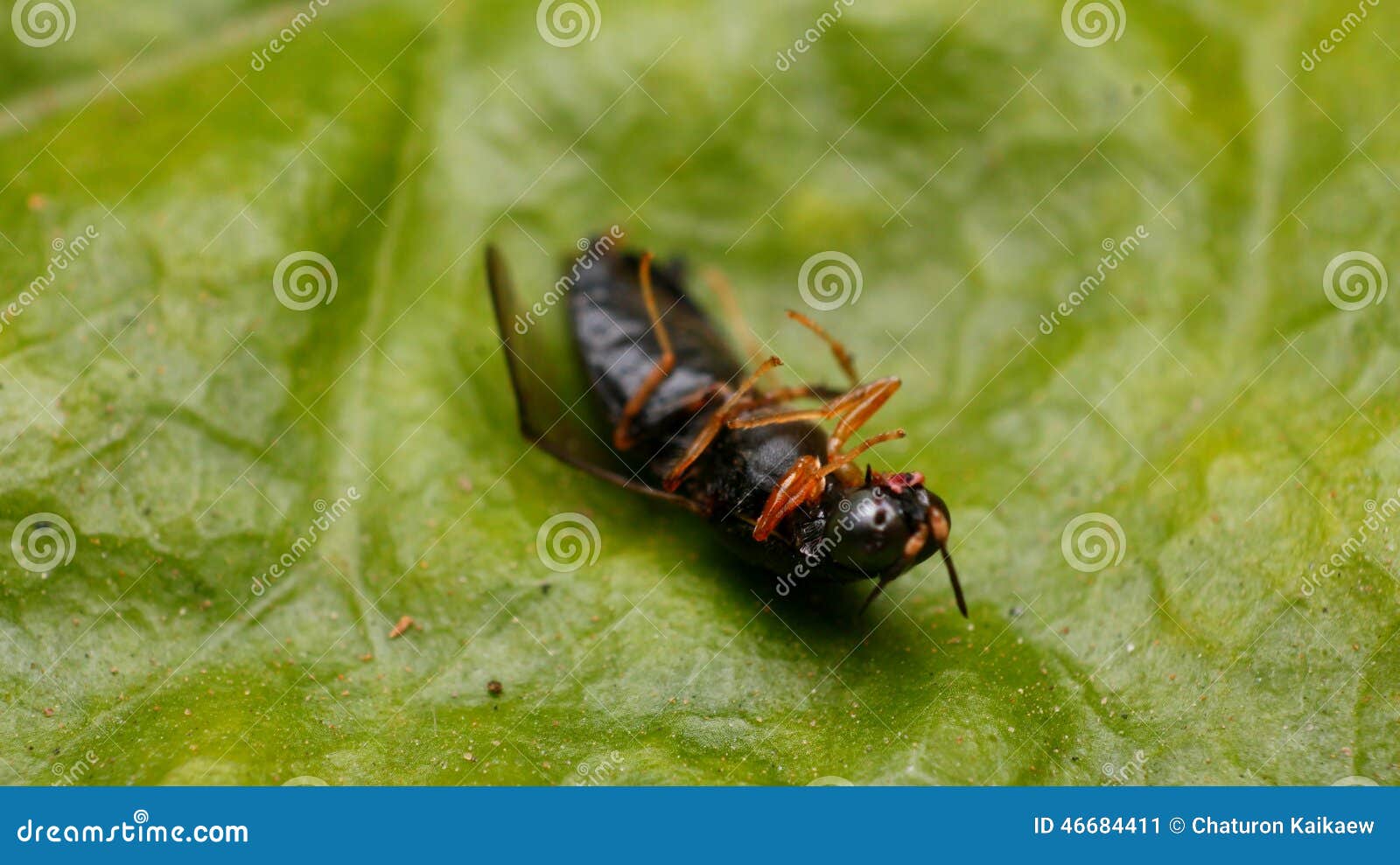 Insecto muerto en la hoja imagen de archivo. Imagen de pesticida - 46684411