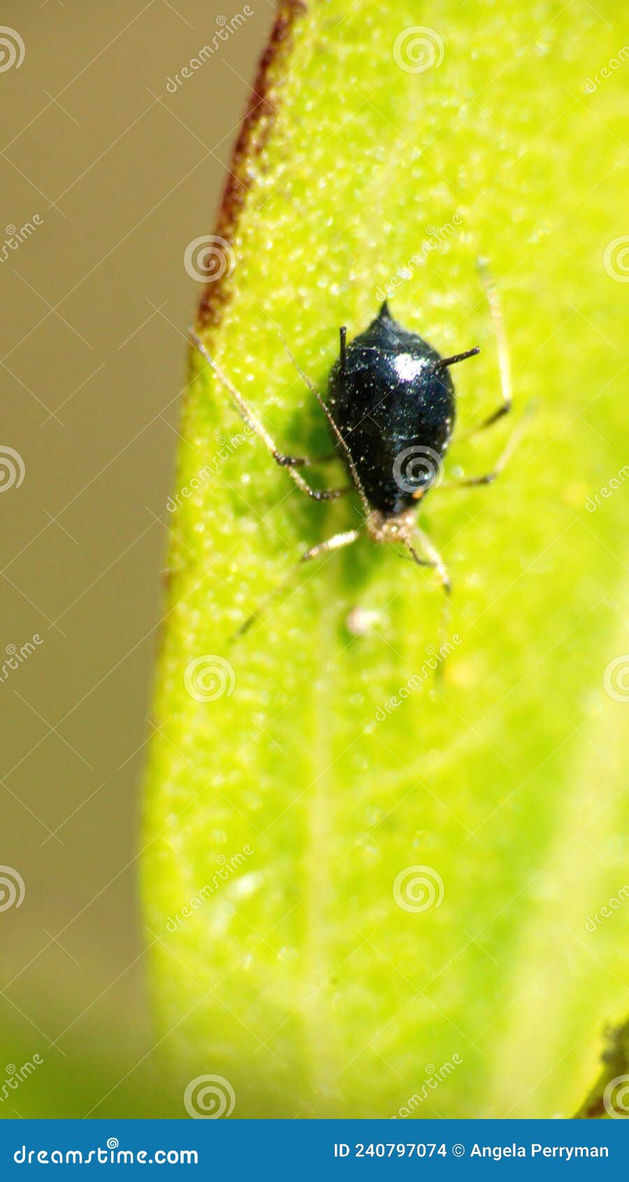 Insecto negro en una hoja foto de archivo. Imagen de bicho - 240797074