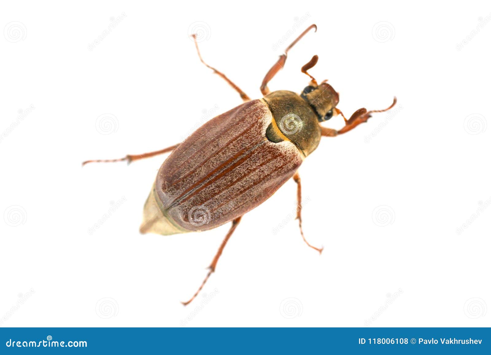 Insecto o abejorro de mayo foto de archivo. Imagen de pueda - 118006108