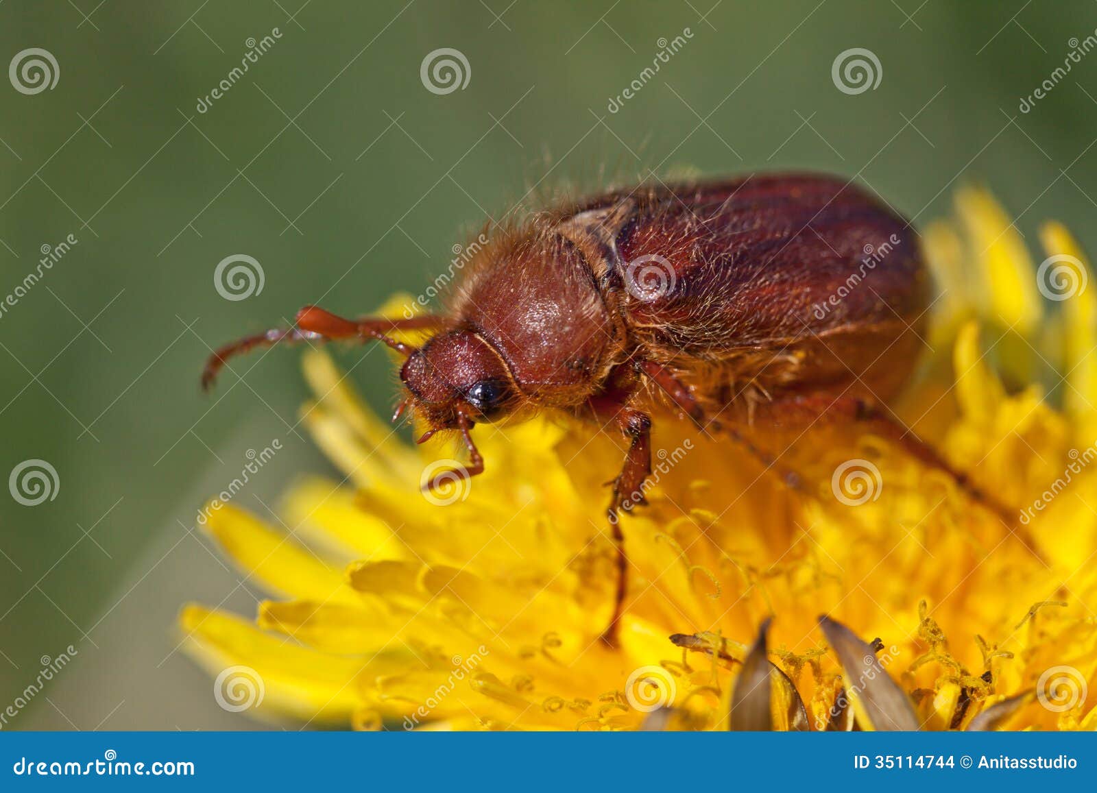 Insecto o abejorro de mayo foto de archivo. Imagen de color - 35114744