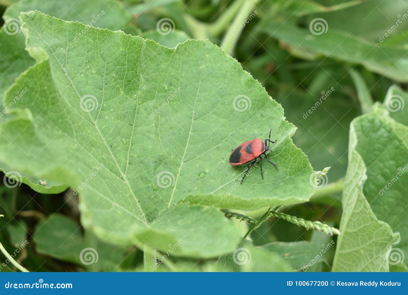 Insecto O Insecto En Una Hoja Verde Foto de archivo - Imagen de verde ...