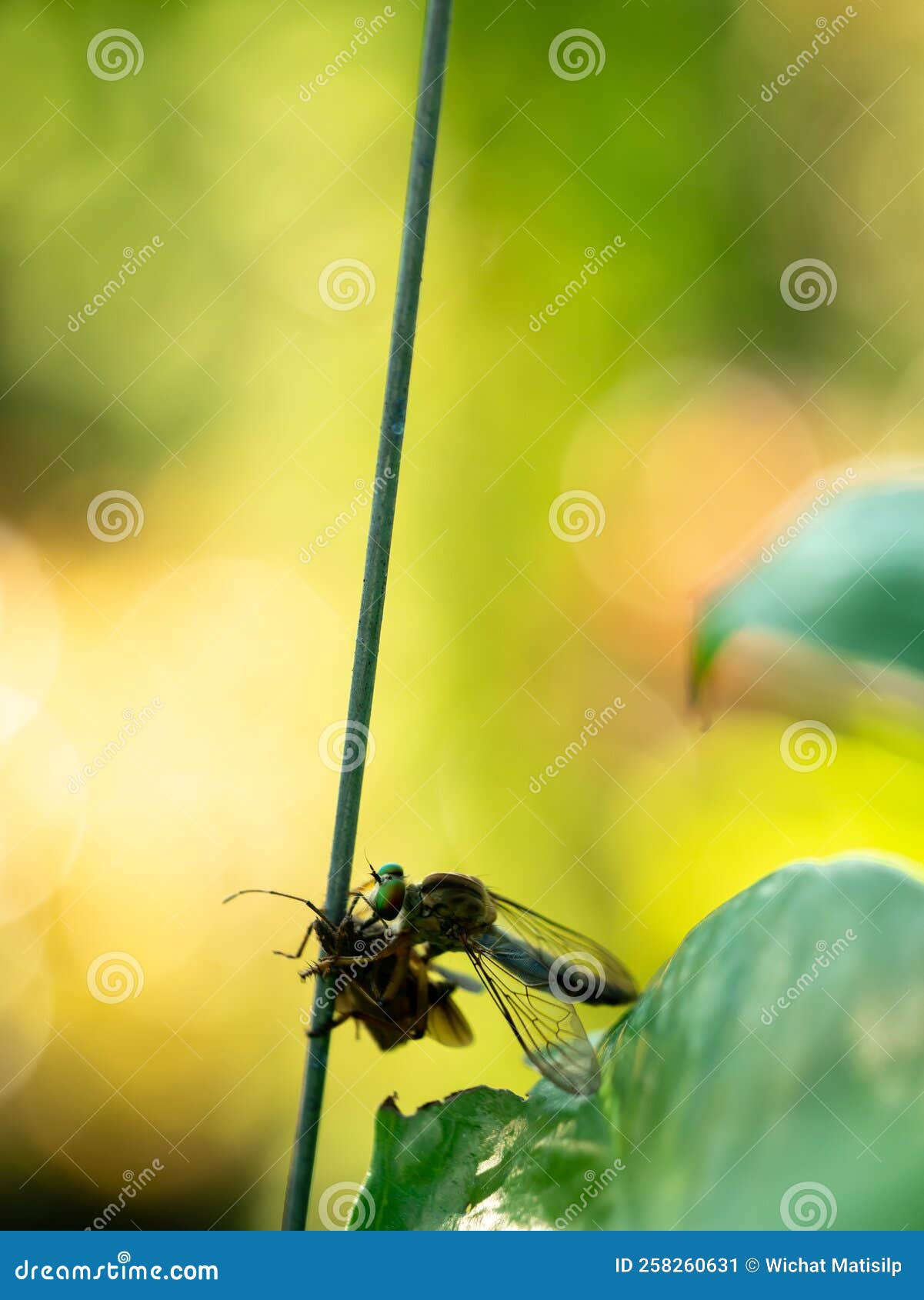 Insecto que come mosca imagen de archivo. Imagen de lindo - 258260631