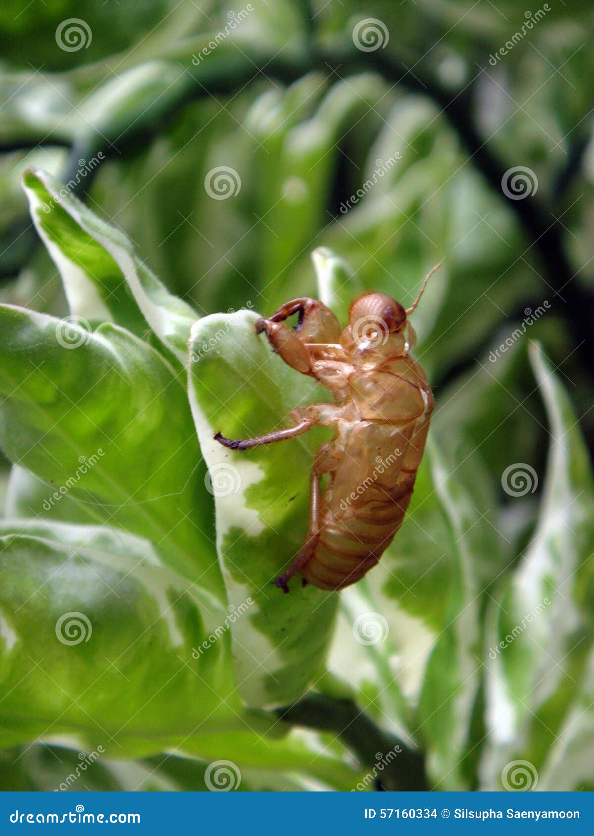 Insecto que muda foto de archivo. Imagen de tailandia - 57160334