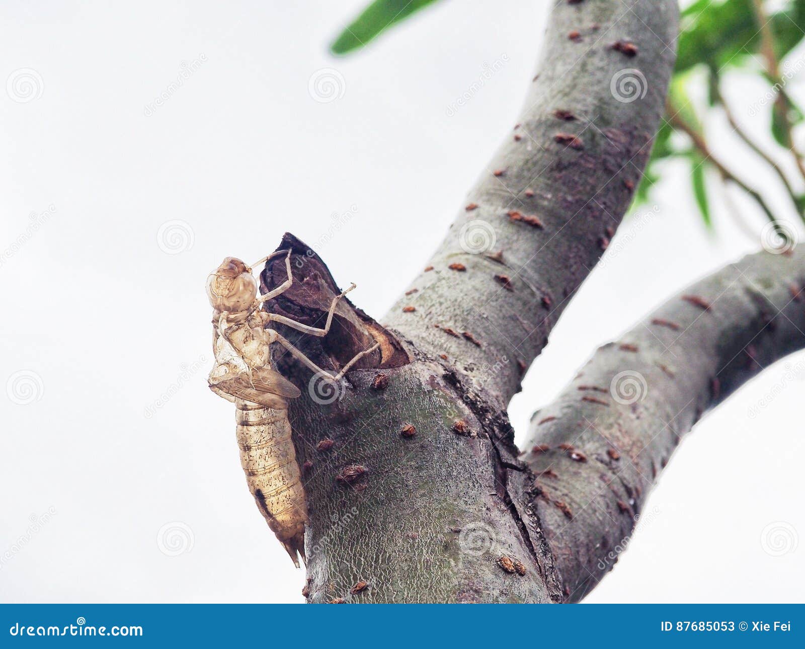 Insecto que muda imagen de archivo. Imagen de material - 87685053