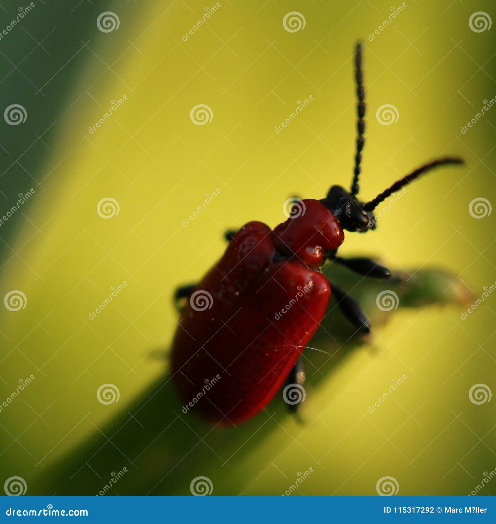 Insecto rojo foto de archivo. Imagen de insecto, bicho - 115317292