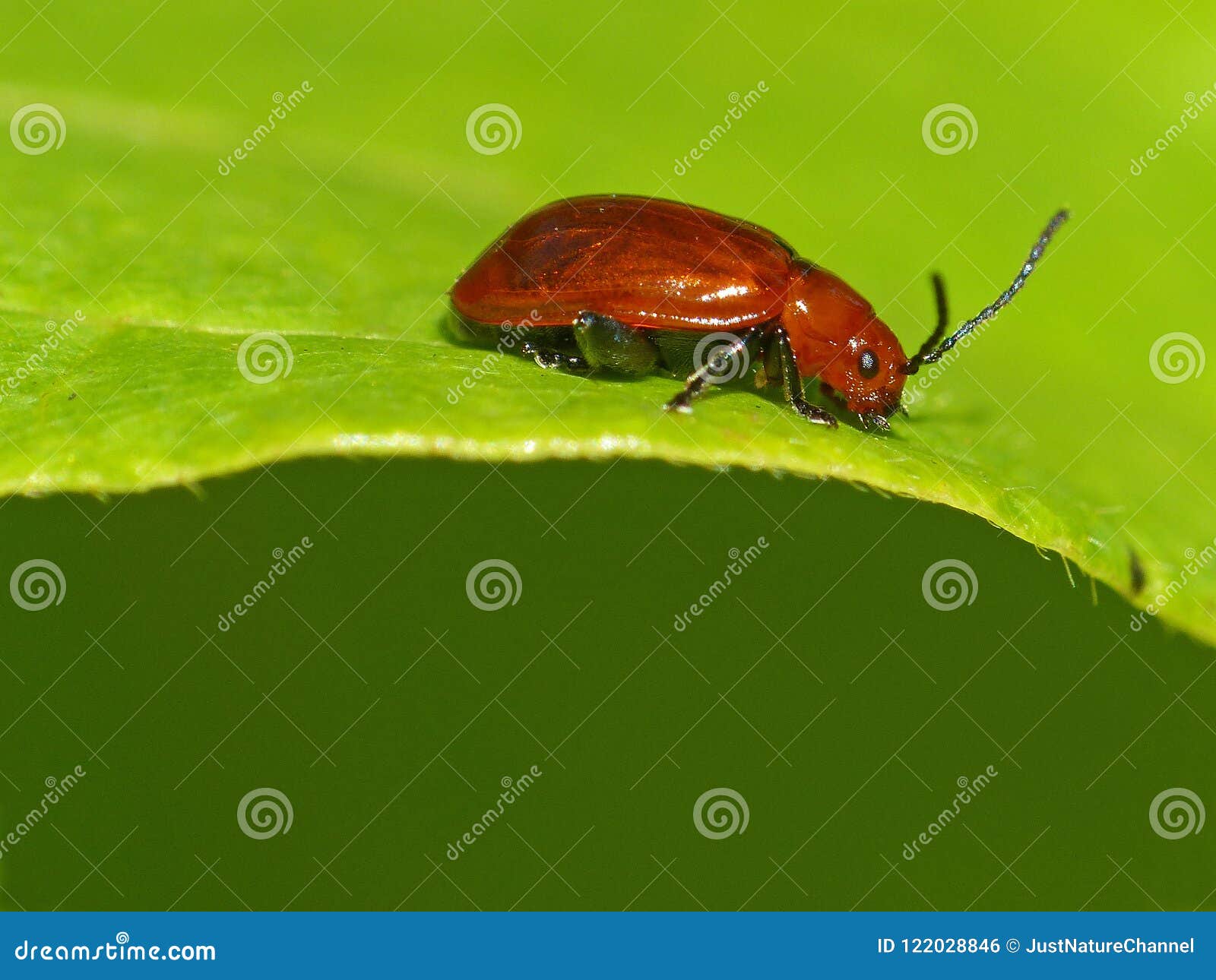 Insecto rojo 1 foto de archivo. Imagen de cierre, verde - 122028846