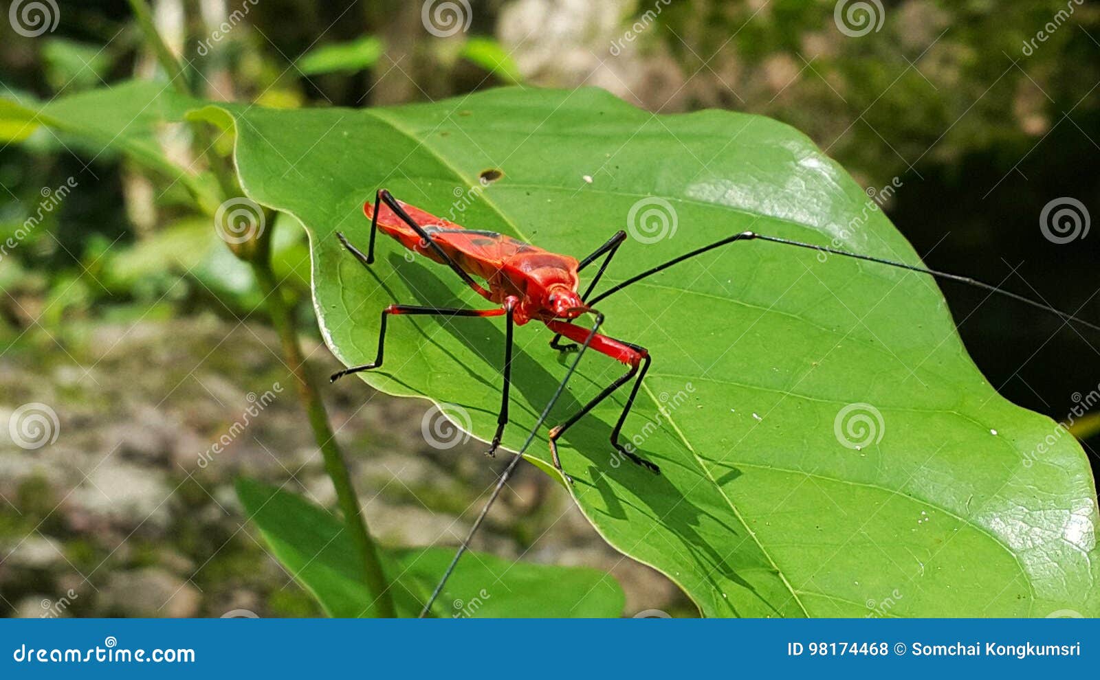 Insecto rojo foto de archivo. Imagen de verde, hoja, cubo - 98174468