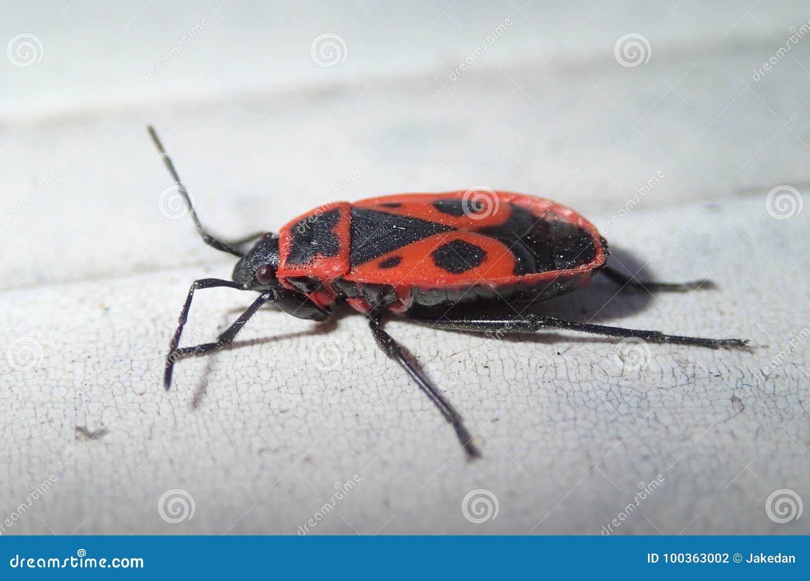 Insecto Rojo Con Los Puntos Foto de archivo - Imagen de puntos, bicho ...