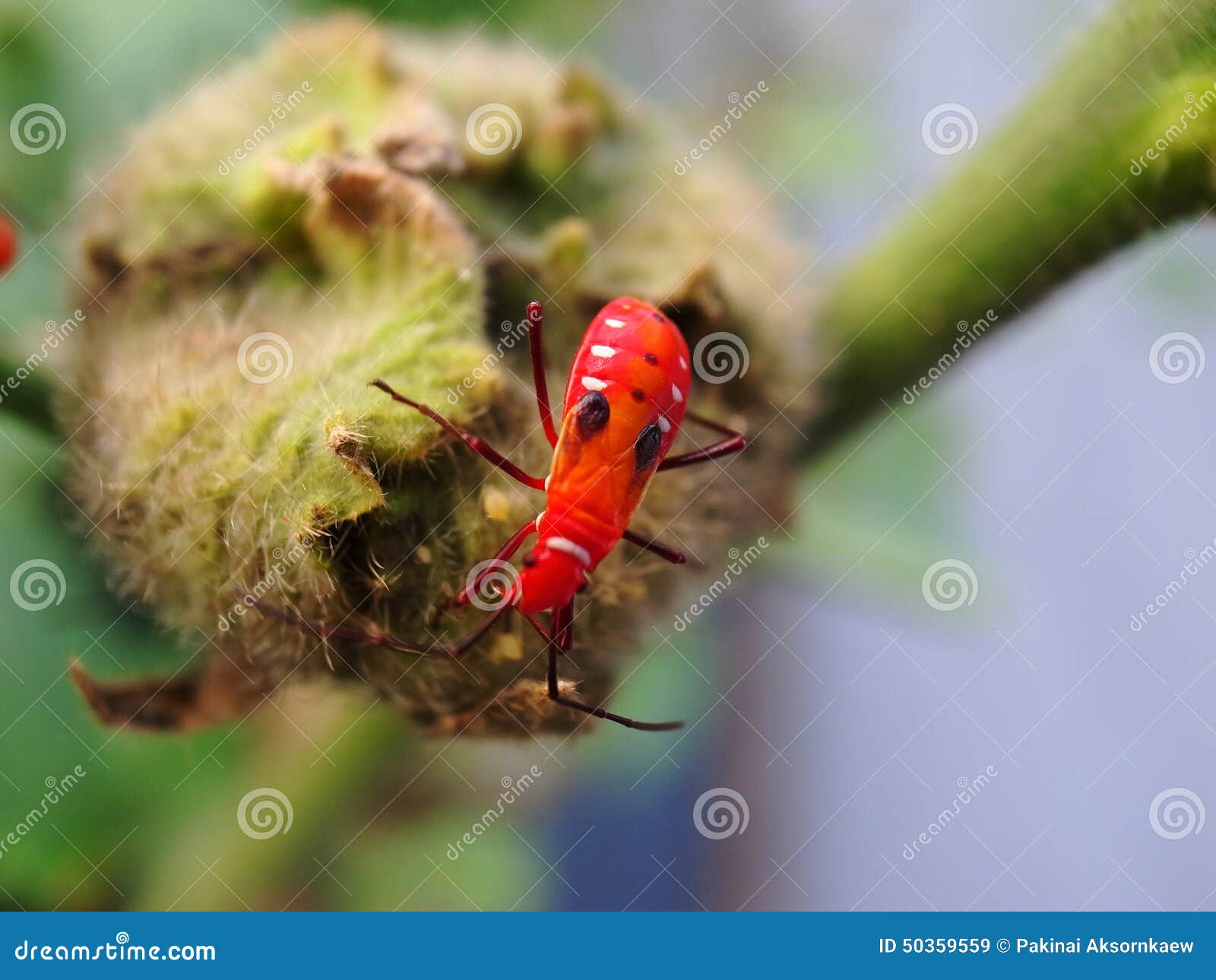 Insecto rojo en el jardín imagen de archivo. Imagen de belleza - 50359559