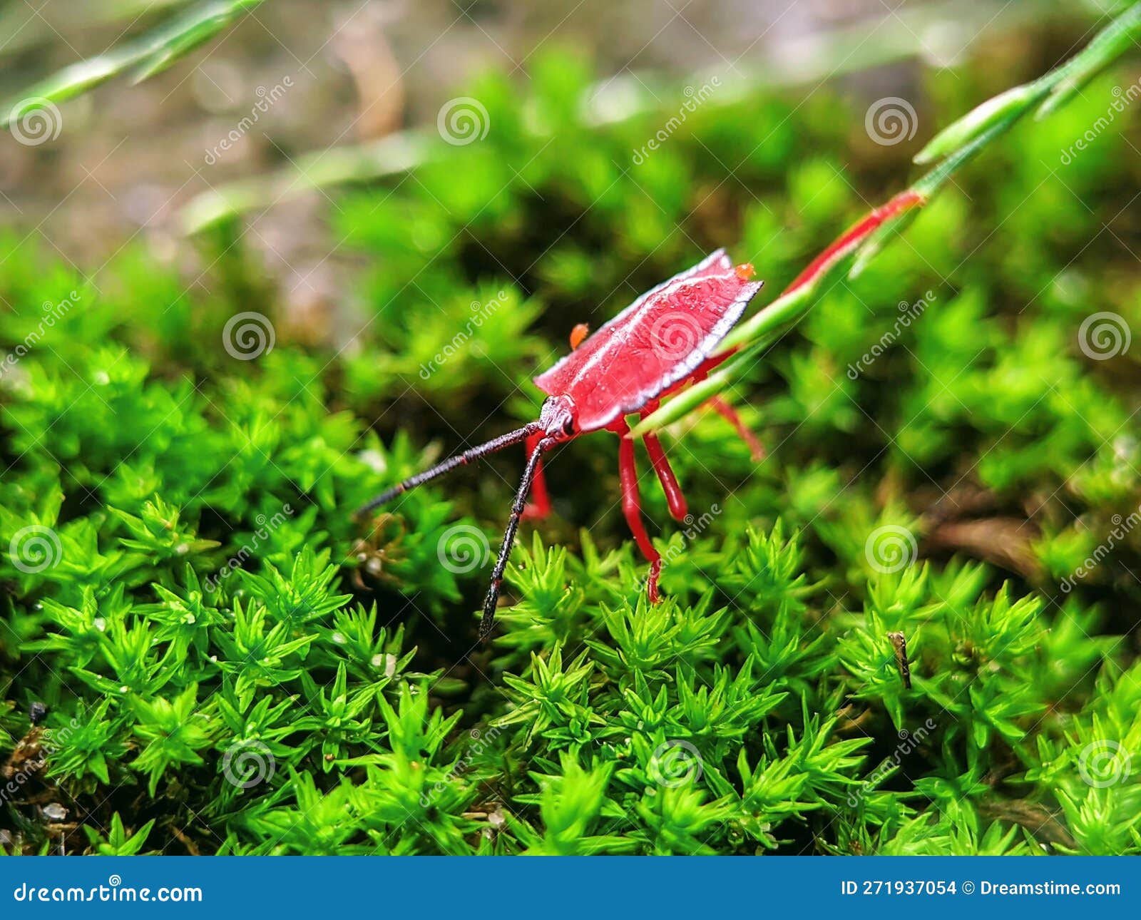 Insecto rojo en el musgo foto de archivo. Imagen de insecto - 271937054