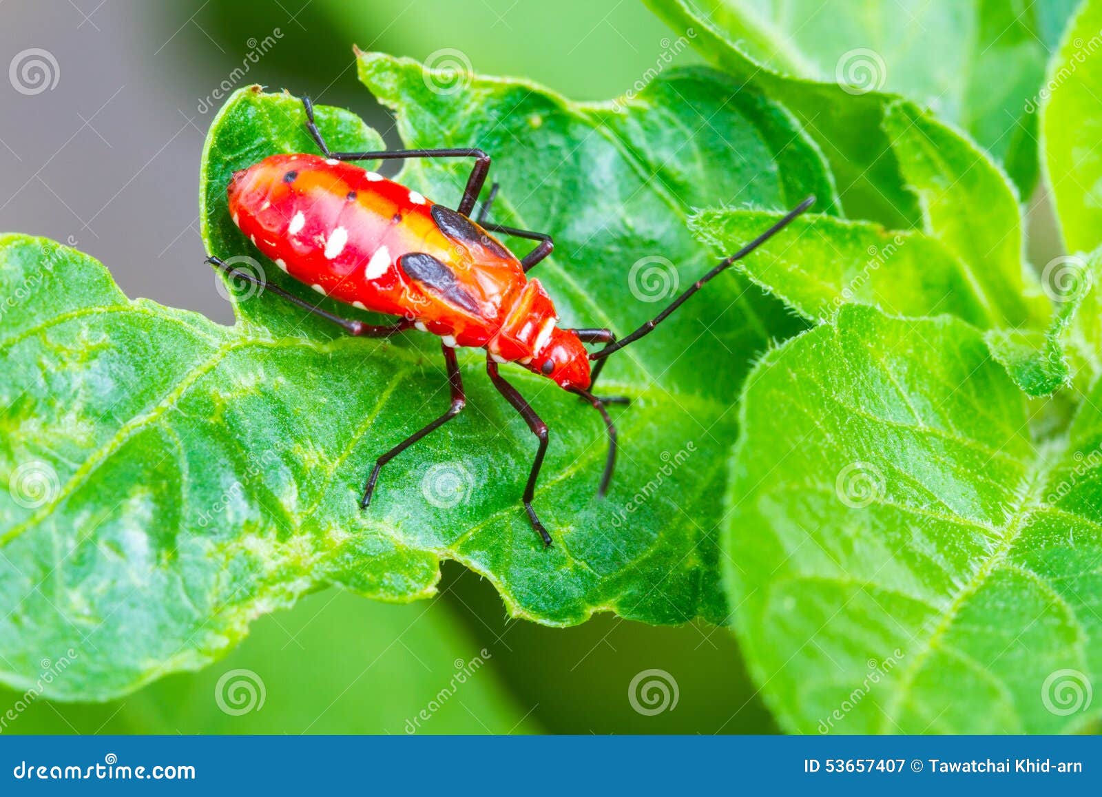 Insecto Rojo En La Hoja Verde Imagen de archivo - Imagen de verde ...