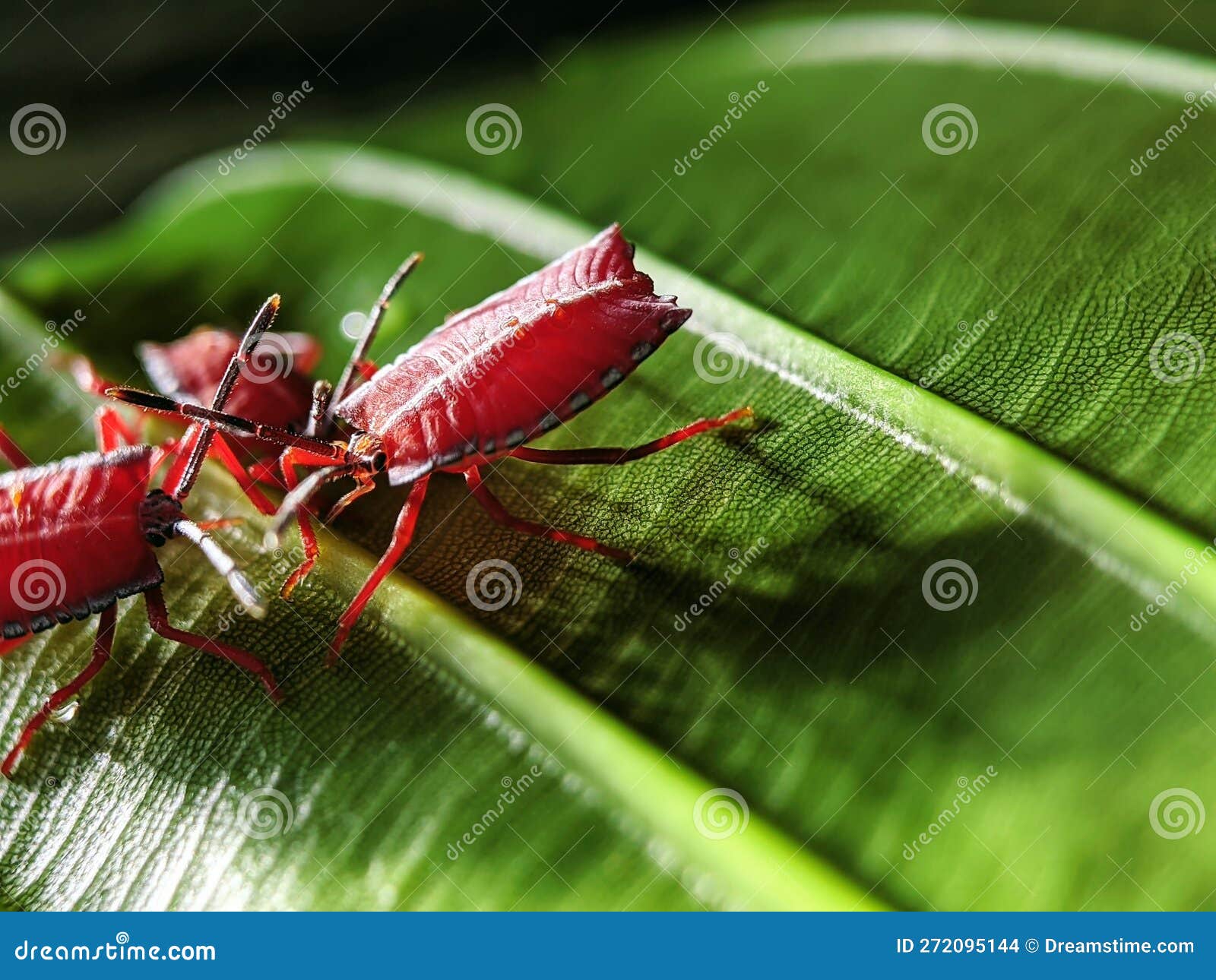 Insecto rojo en las hojas foto de archivo. Imagen de macro - 272095144