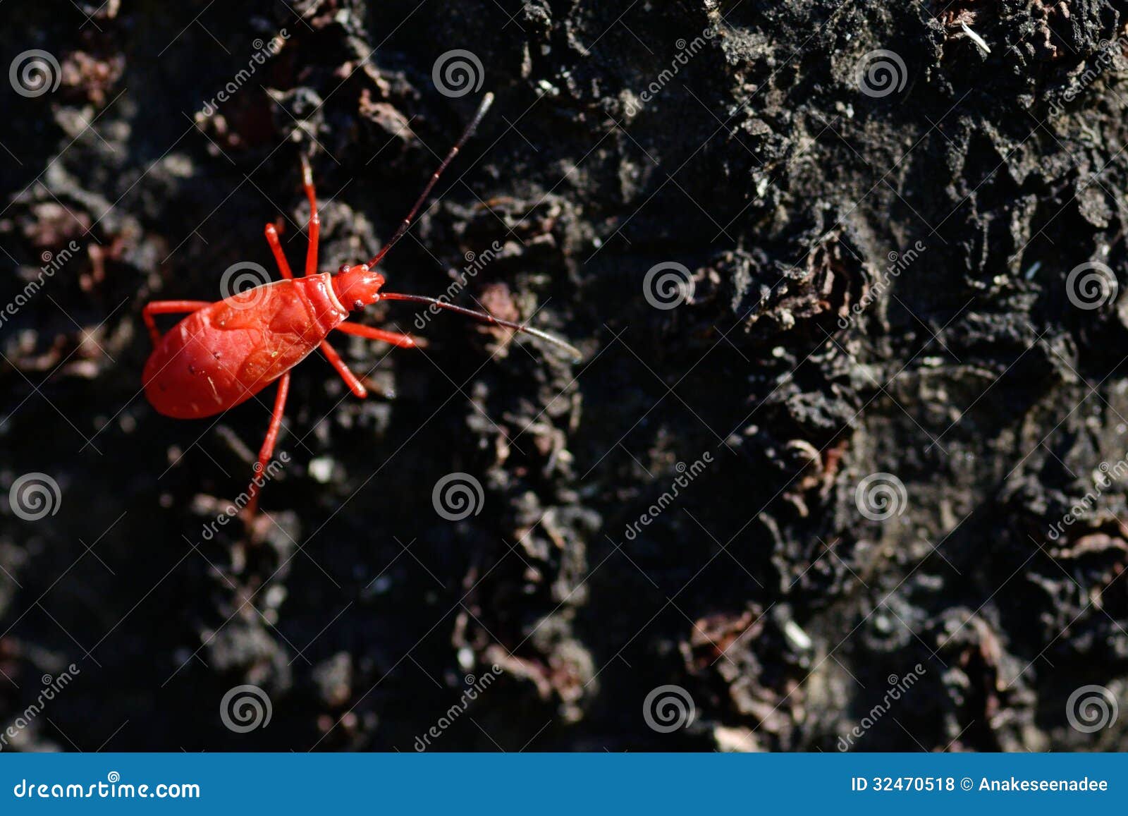 Insecto rojo en negro foto de archivo. Imagen de crecimiento - 32470518