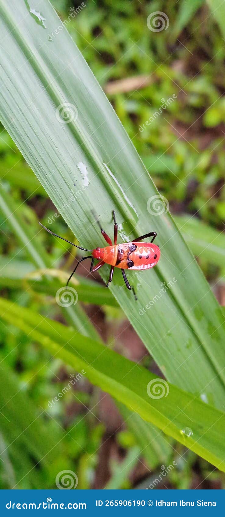 Insecto Rojo En Una Hoja Buscando Comida Foto de archivo - Imagen de ...