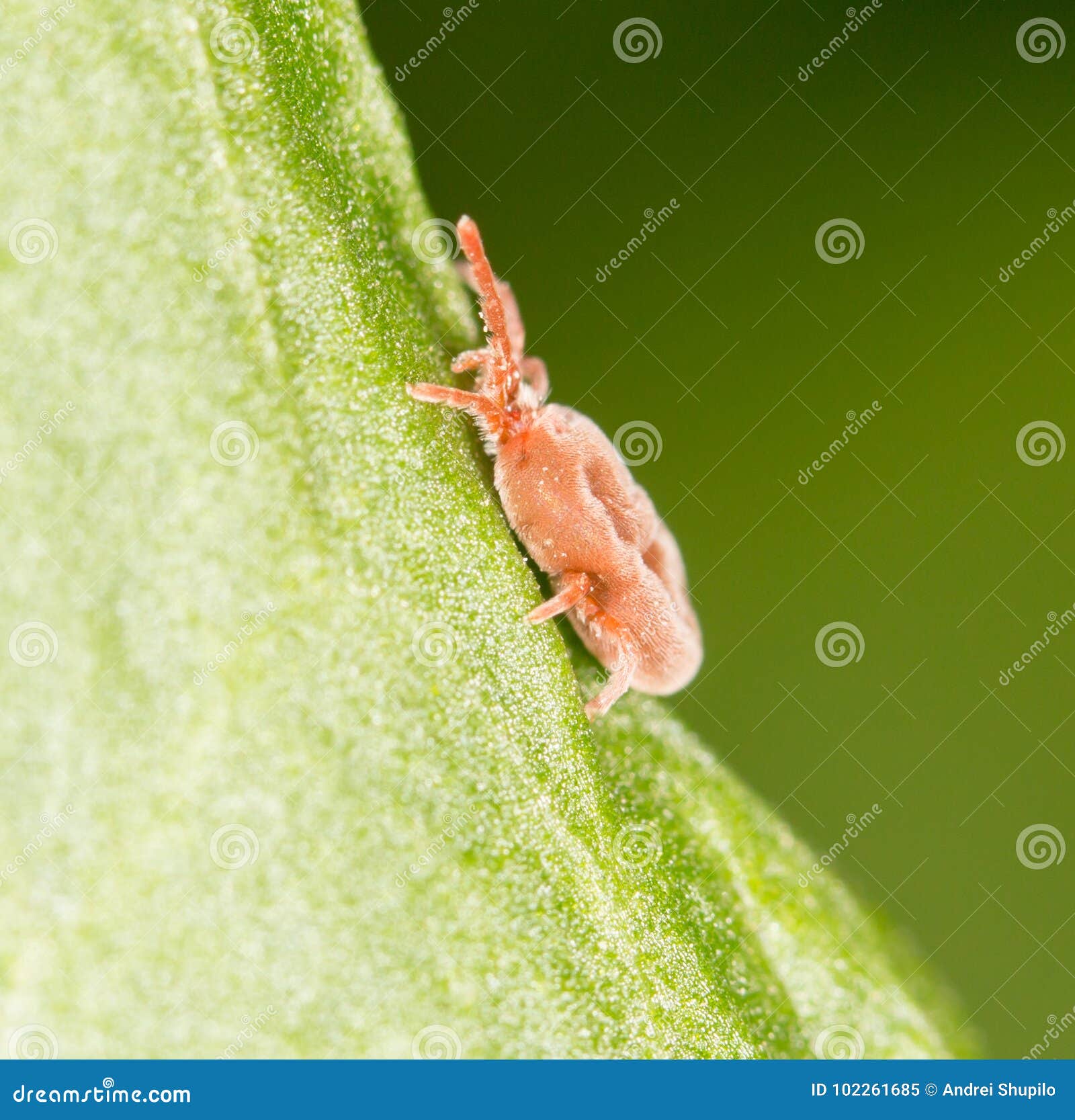 Insecto Rojo En Una Hoja Verde Primer Imagen de archivo - Imagen de ...