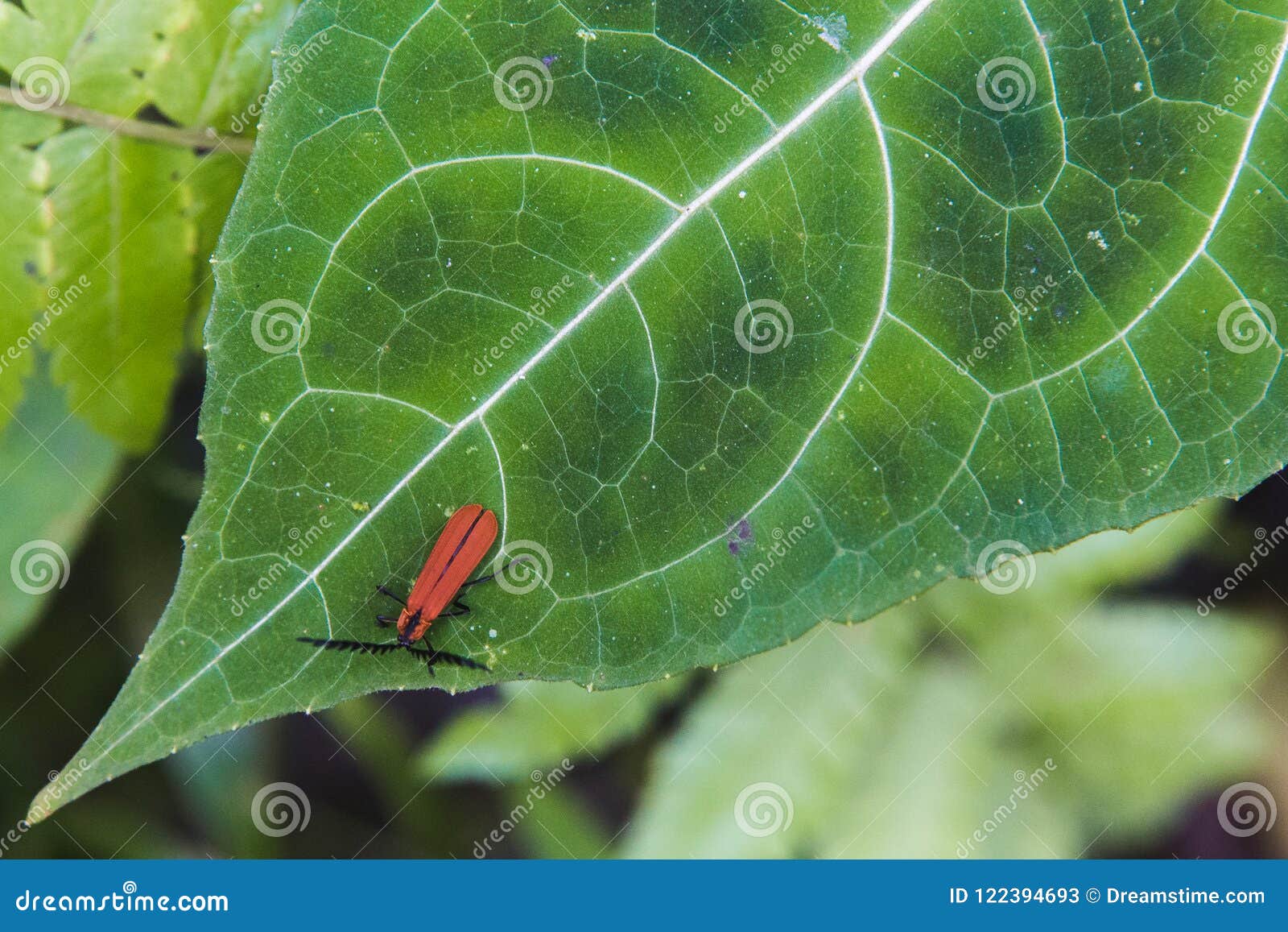 Insecto Rojo Minúsculo En La Hoja Verde Imagen de archivo - Imagen de ...