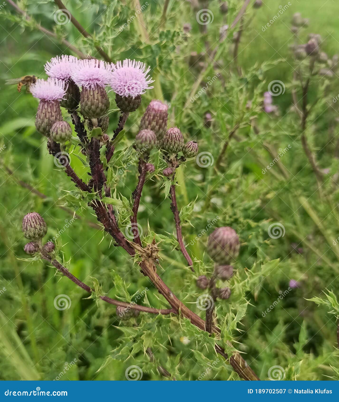 Insecto Sobre La Flor Del Cardo Imagen de archivo - Imagen de hierba ...