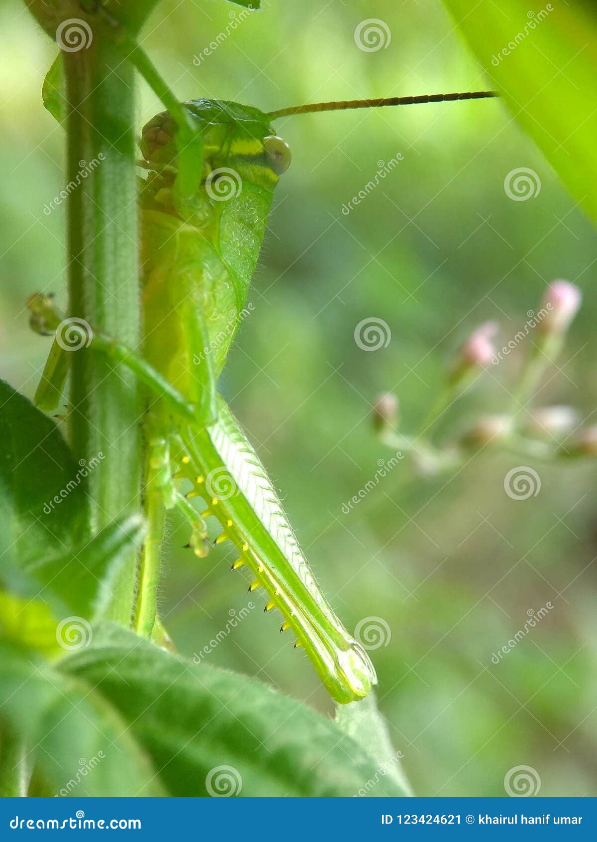 Insecto verde imagen de archivo. Imagen de insecto, tropical - 123424621