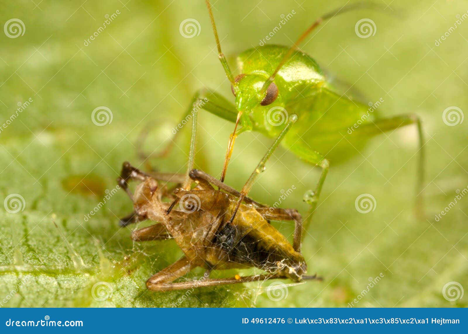 Insecto verde foto de archivo. Imagen de macro, hoja - 49612476