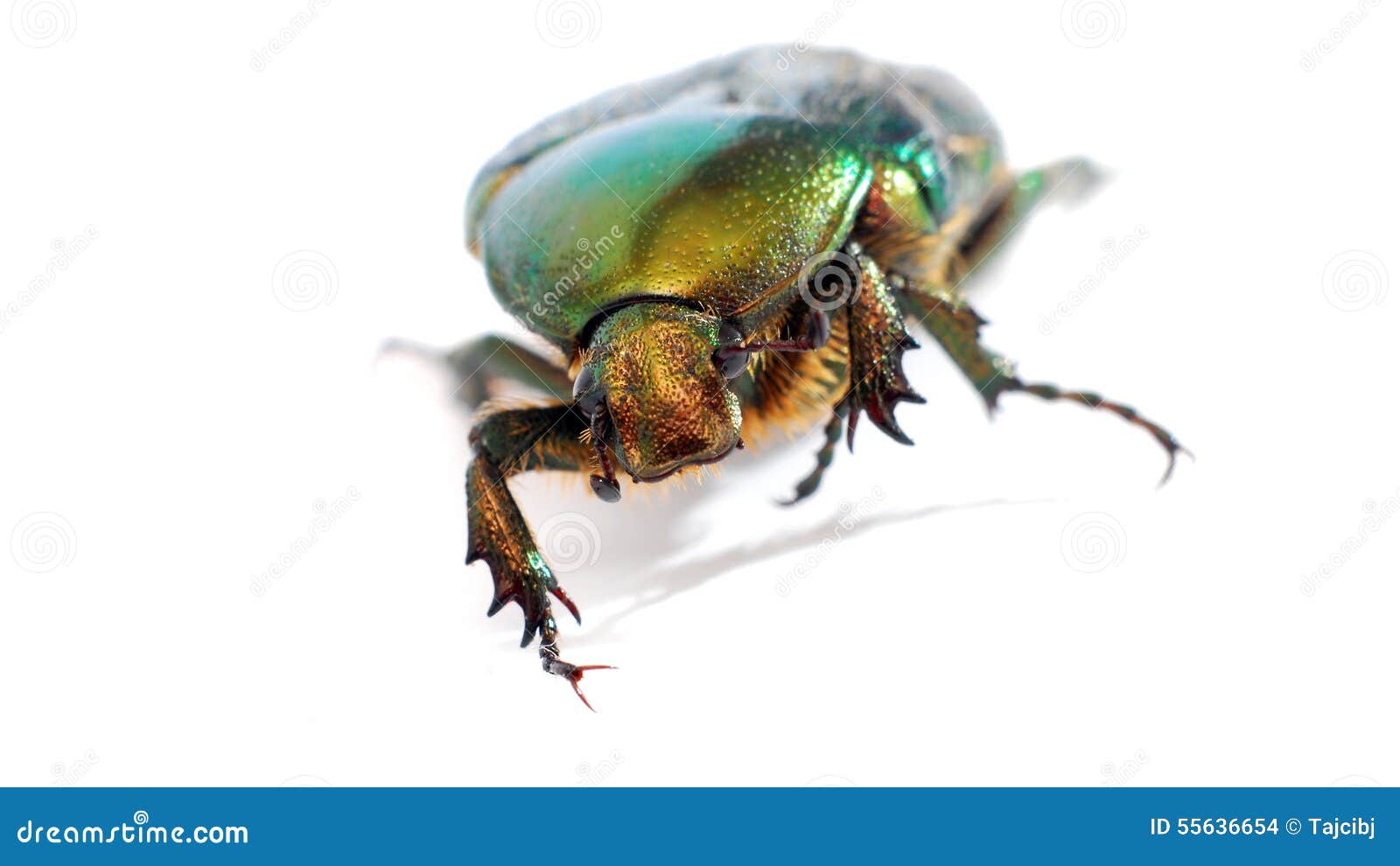 Insecto verde foto de archivo. Imagen de animal, pata - 55636654