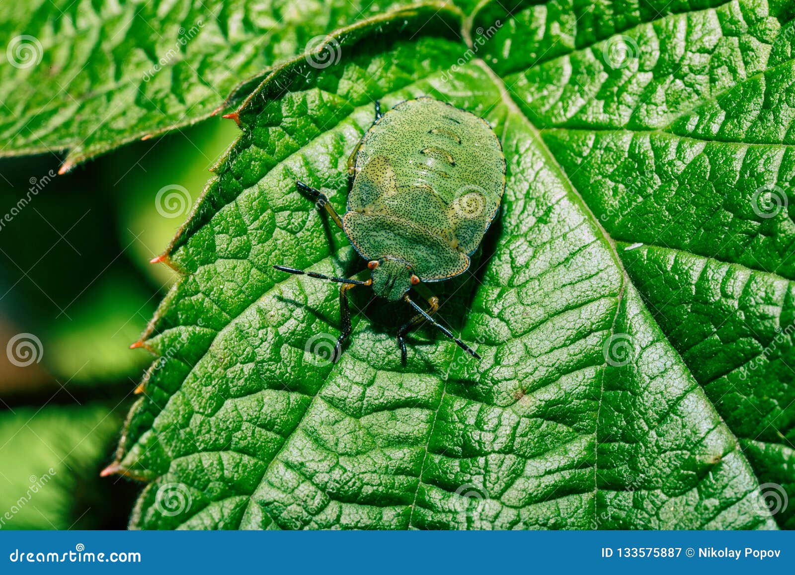 Insecto Verde Con Los Ojos Rojos Imagen de archivo - Imagen de hierba ...
