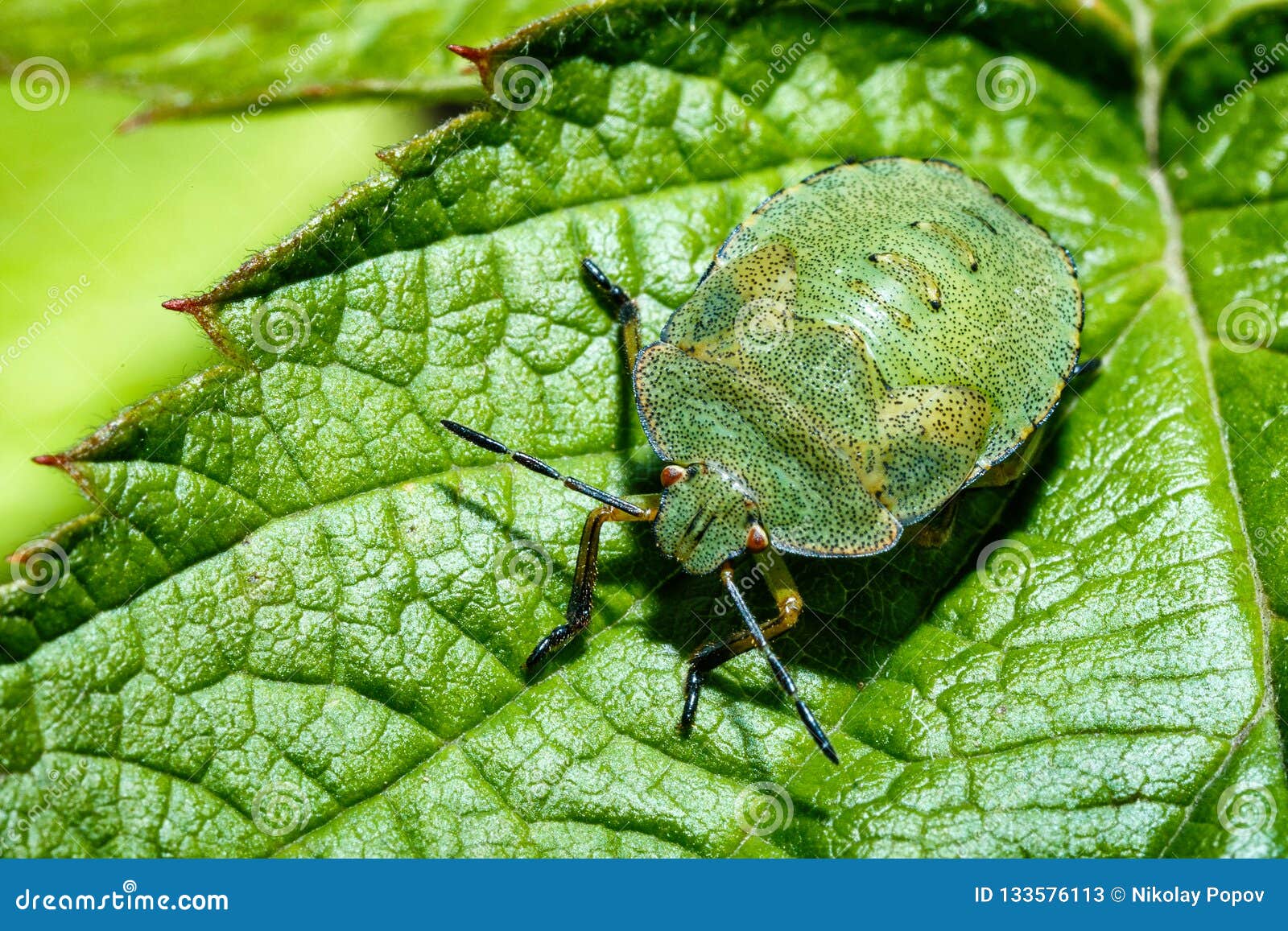 Insecto Verde Con Los Ojos Rojos Imagen de archivo - Imagen de criatura ...