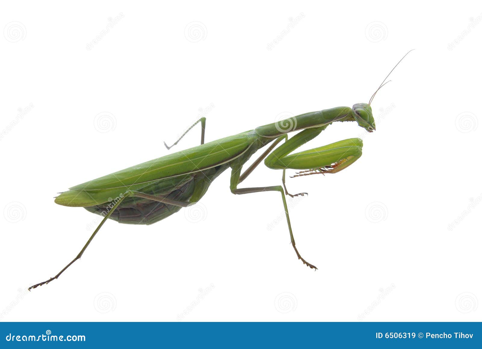 Insecto Verde Del Predicador De Rogación Imagen de archivo - Imagen de ...