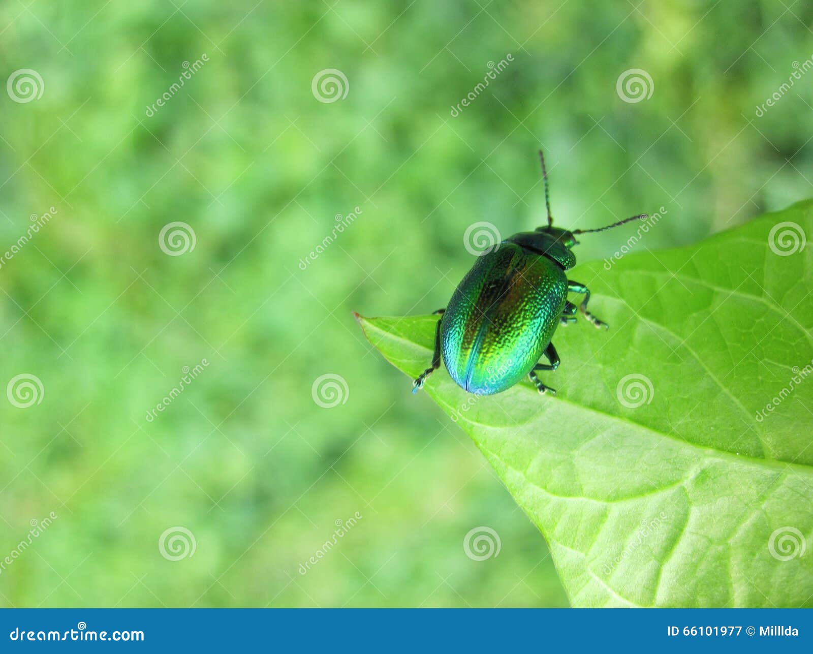Insecto verde en la hoja imagen de archivo. Imagen de fondo - 66101977