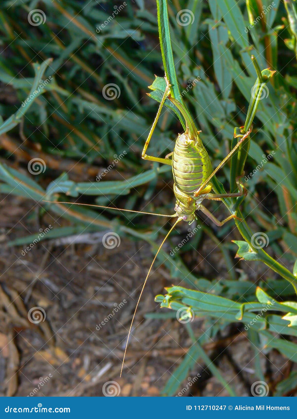 Insecto verde grande imagen de archivo. Imagen de vuelo - 112710247