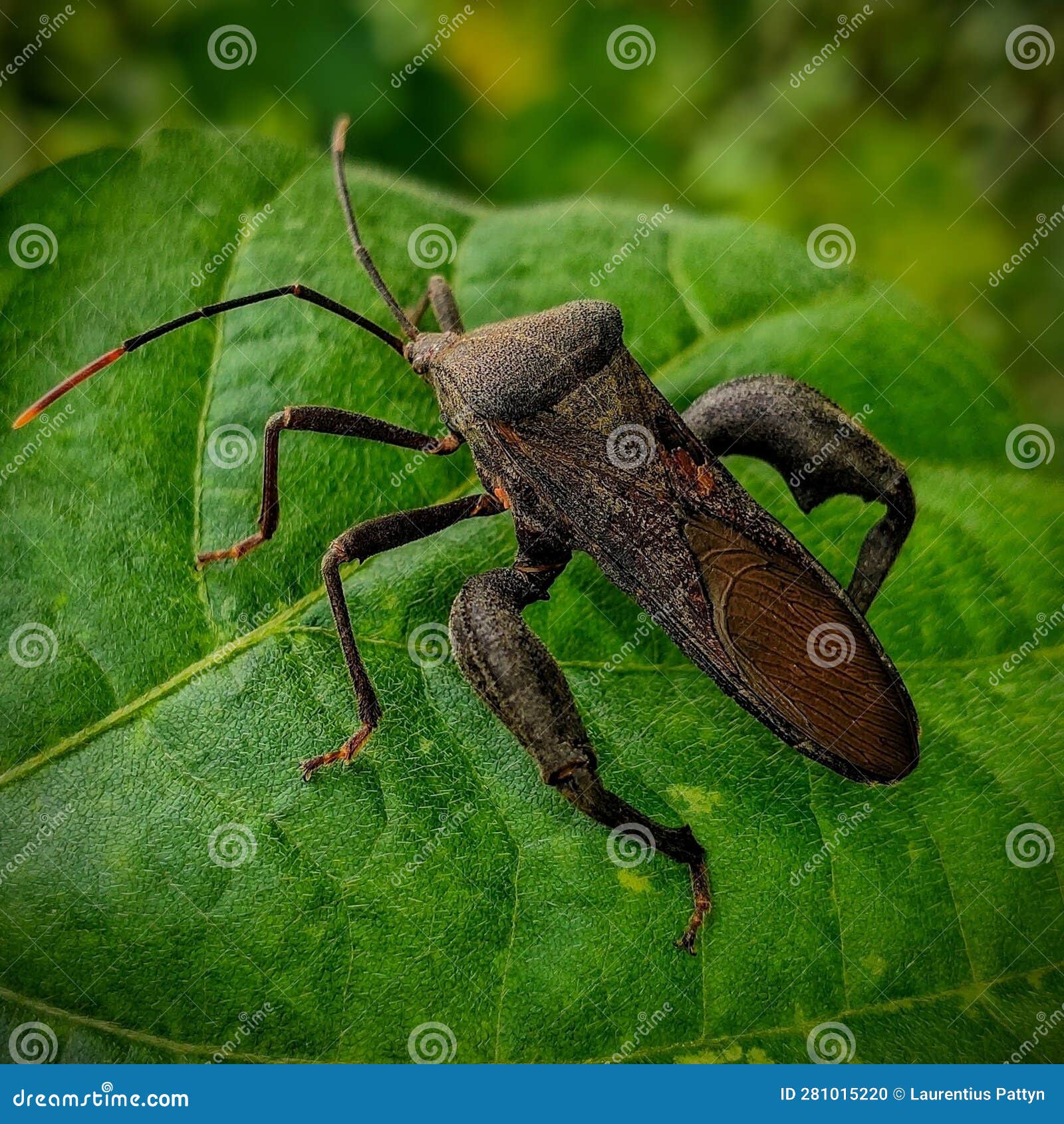Insectophobia of Sweet Potato Bug Stock Photo - Image of animaltheme ...