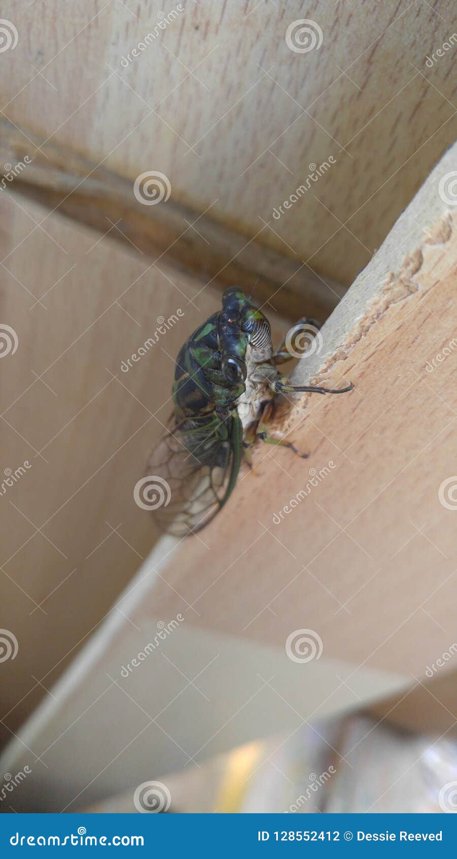 Insectos foto de archivo. Imagen de alrededor, apenas - 128552412