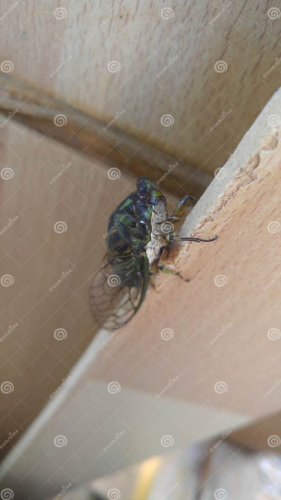 Insectos foto de archivo. Imagen de alrededor, apenas - 128552412