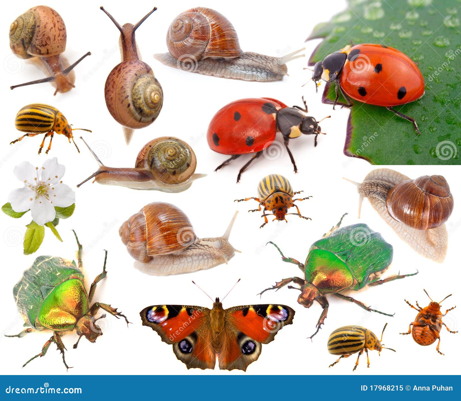 Insectos imagen de archivo. Imagen de verano, escarabajo - 17968215