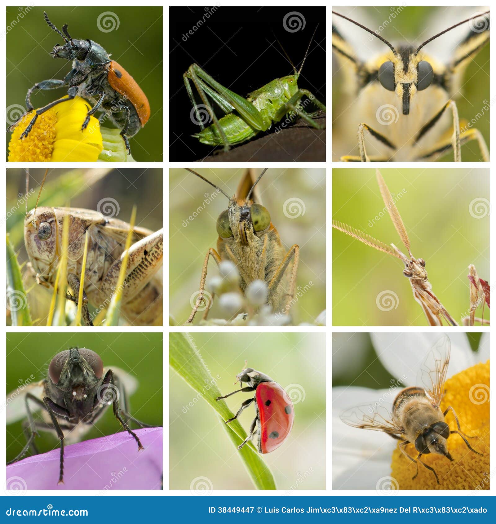 Insectos imagen de archivo. Imagen de animales, saltamontes - 38449447