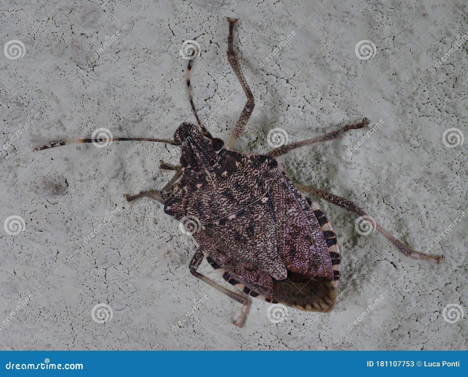 Insectos aislados imagen de archivo. Imagen de salvaje - 181107753