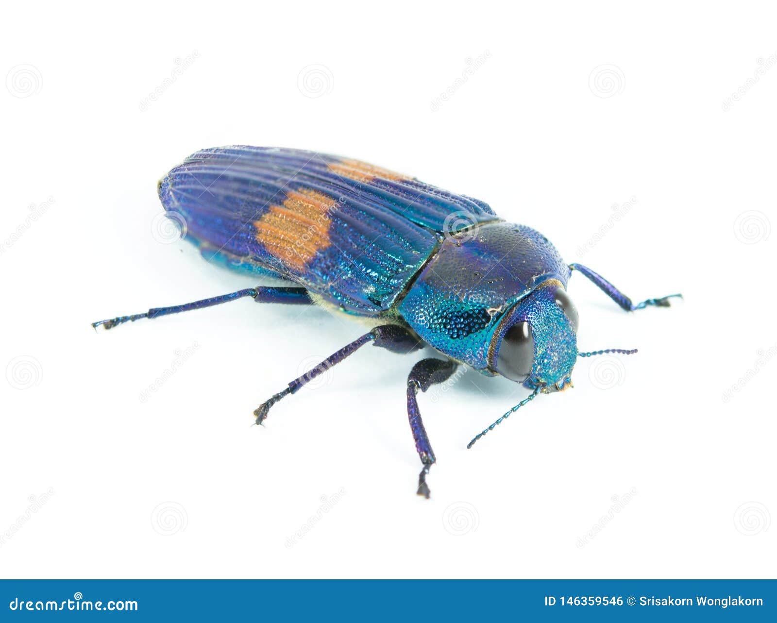 Insectos Azul-amarillos Hermosos Foto de archivo - Imagen de belleza ...