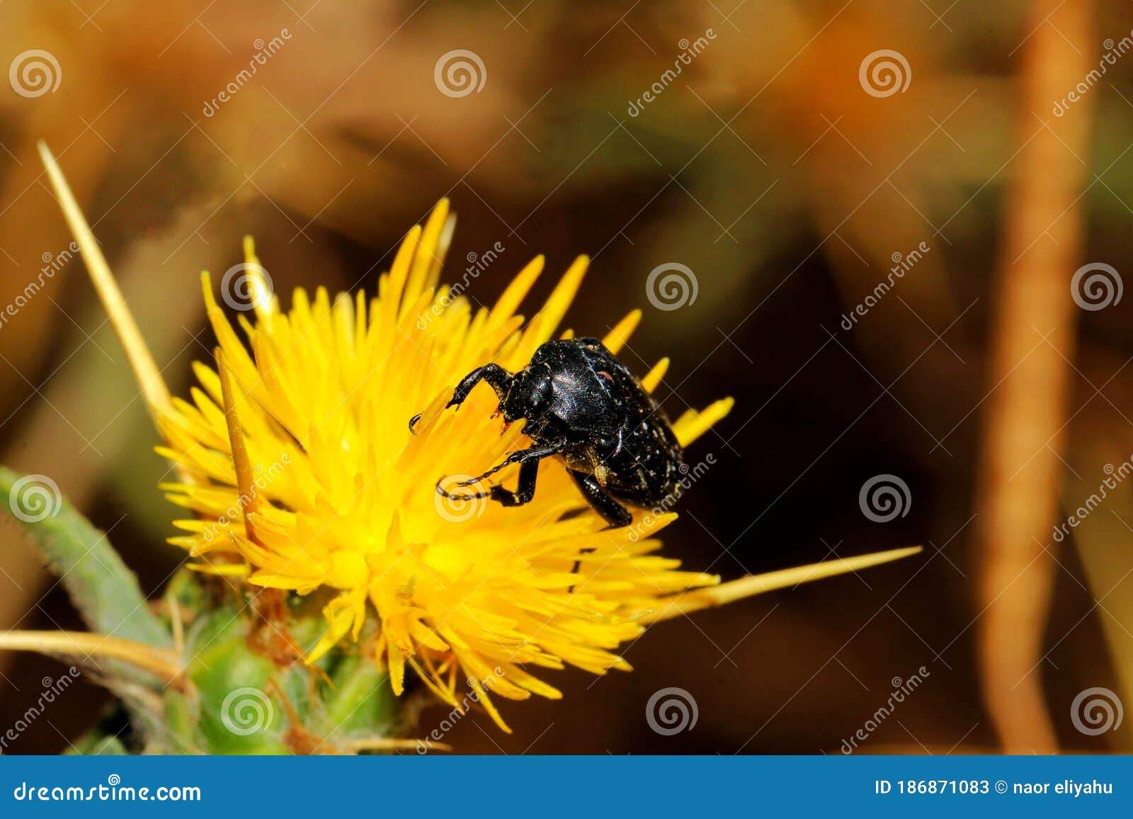 Insectos Comiendo En Una Flor Amarilla Imagen de archivo - Imagen de ...