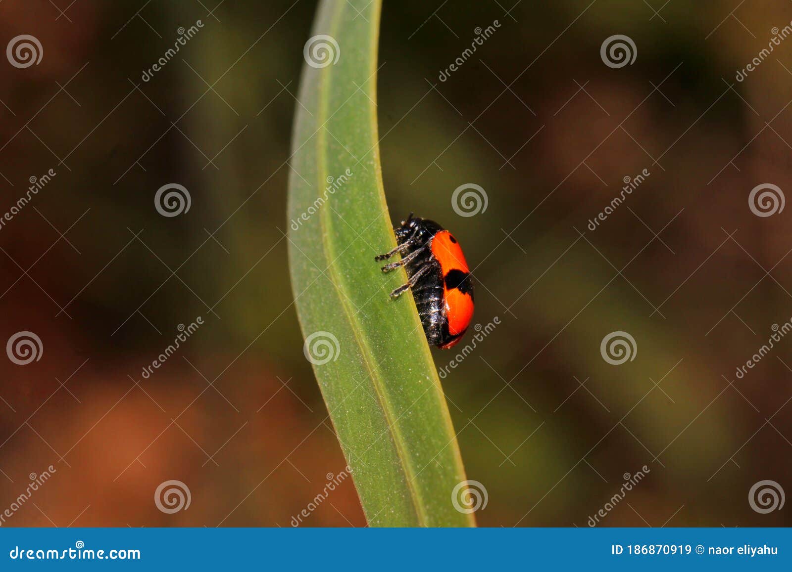 Insectos Comiendo En Verde Hoja Imagen de archivo - Imagen de mosca ...