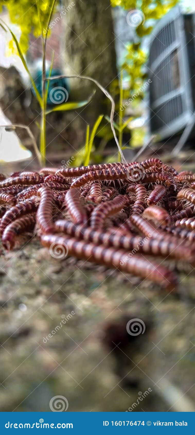 Insectos De Color Rojo Color Verde Y Amarillo Foto de archivo - Imagen ...